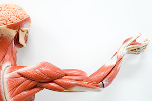 Upper Limb – A Structural and Functional Perspective